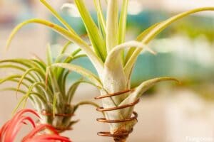 How to Grow and Care for Epiphytes | Florgeous