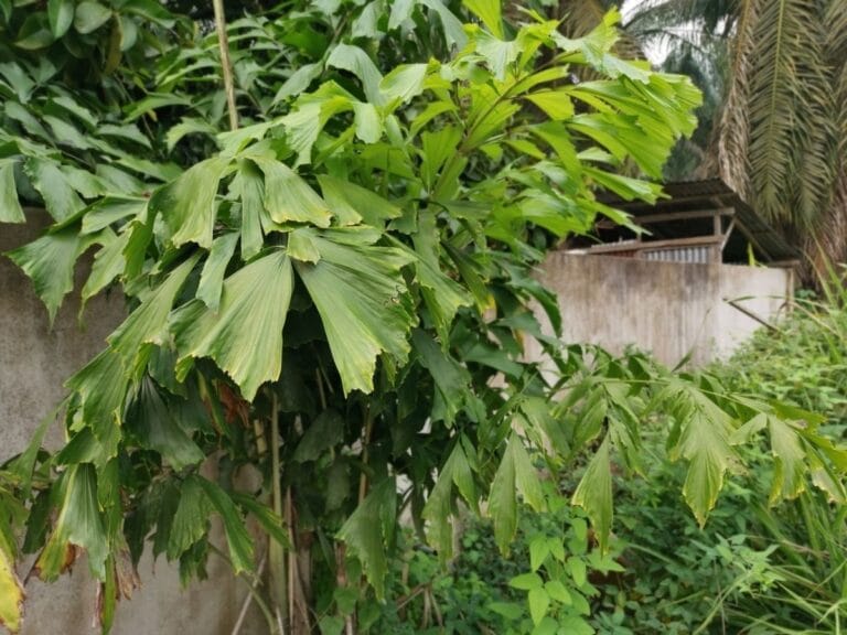 How to Grow and Care for Fishtail Palm Trees | Florgeous