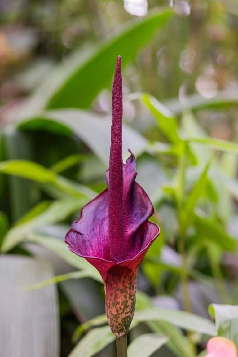 Growing and Caring for the Voodoo Lily (Amorphophallus konjac) | Florgeous
