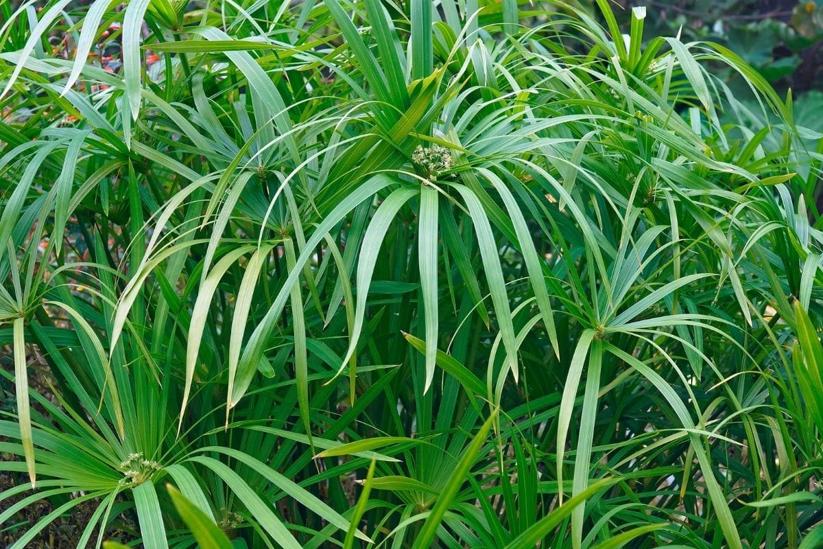 12 Types of Cyperus Plants to Add to Your Collection | Florgeous