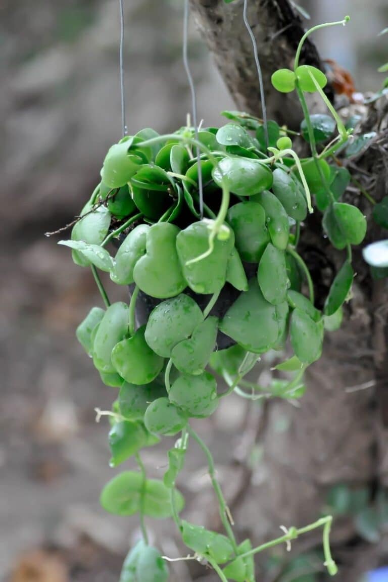How to Grow and Care for Dischidia Plants | Florgeous