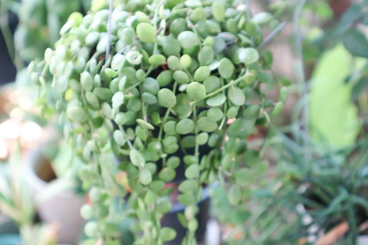 15 Best Dischidia Varieties and Types to Grow | Florgeous