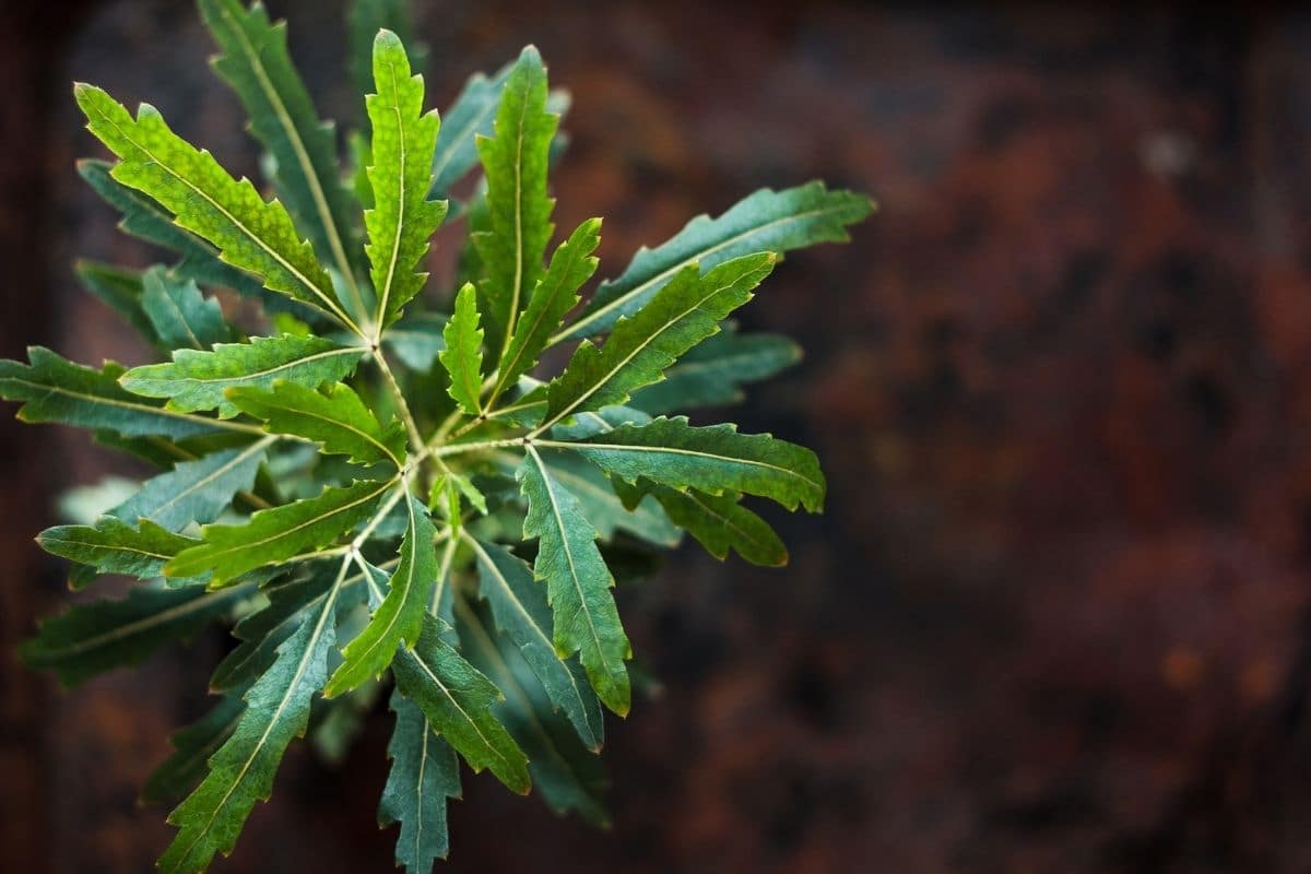 How to Grow and Care for False Aralia Plants | Florgeous