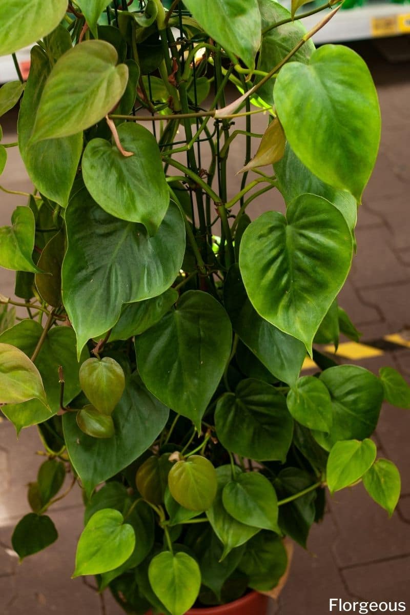 How to Grow and Care for Philodendron Plants | Florgeous