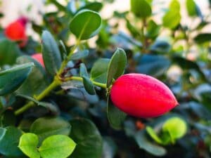 Growing and Caring for The Miracle Berry Plant (Synsepalum dulcificum ...