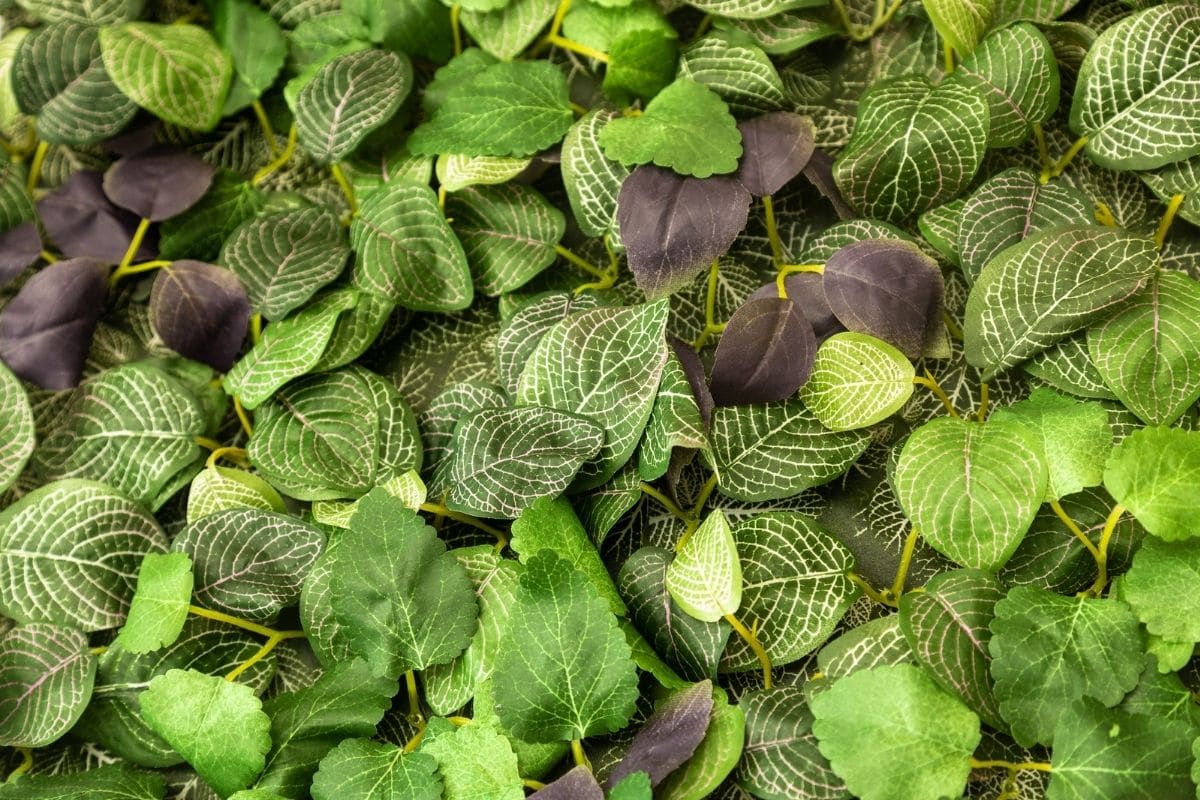 Types Of Nerve Plants - 14 Beautiful Varieties of Fittonia | Florgeous