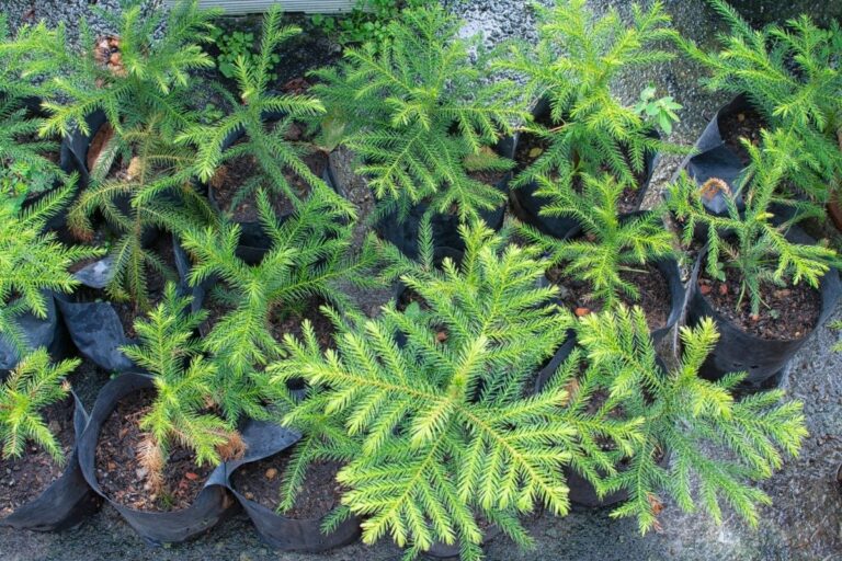 Growing And Caring For Norfolk Island Pine Araucaria Heterophylla growing-and-caring-for-norfolk-island-pine-araucaria-heterophylla