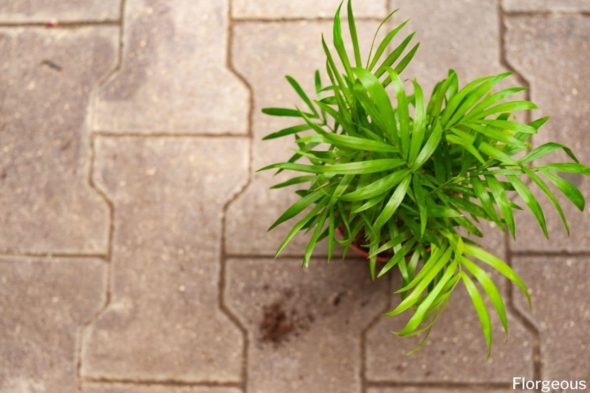 Growing and Caring for Parlor Palms (Chamaedorea elegans) | Florgeous