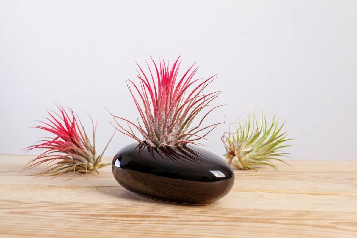 Growing and Caring for Tillandsia ionantha (Sky Plants) | Florgeous