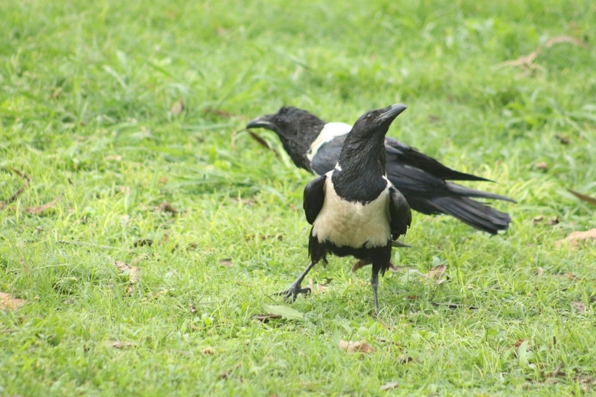 How to Keep Crows Out of Garden (and Get Rid of Them) | Florgeous