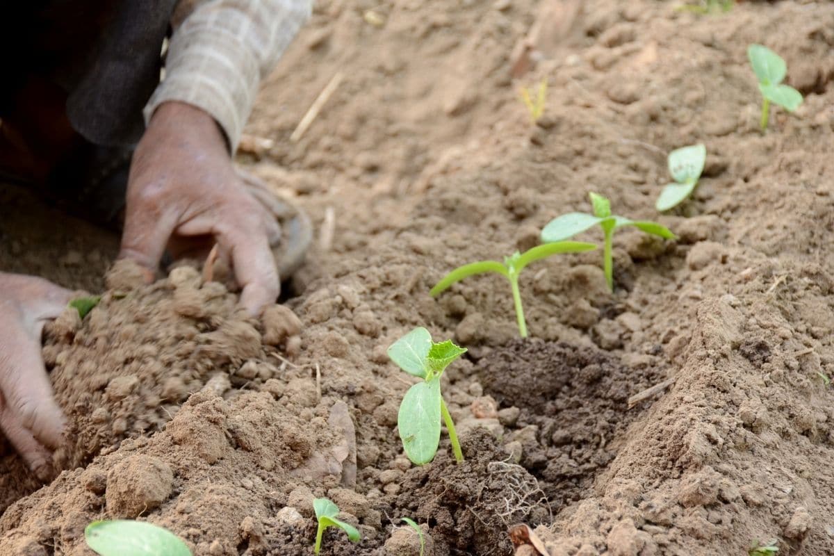 What is Living Soil? A Complete Guide | Florgeous