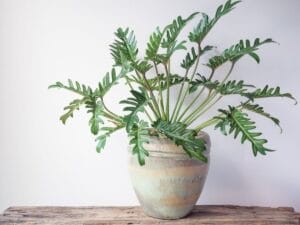 How to Grow and Care for Philodendron Xanadu | Florgeous