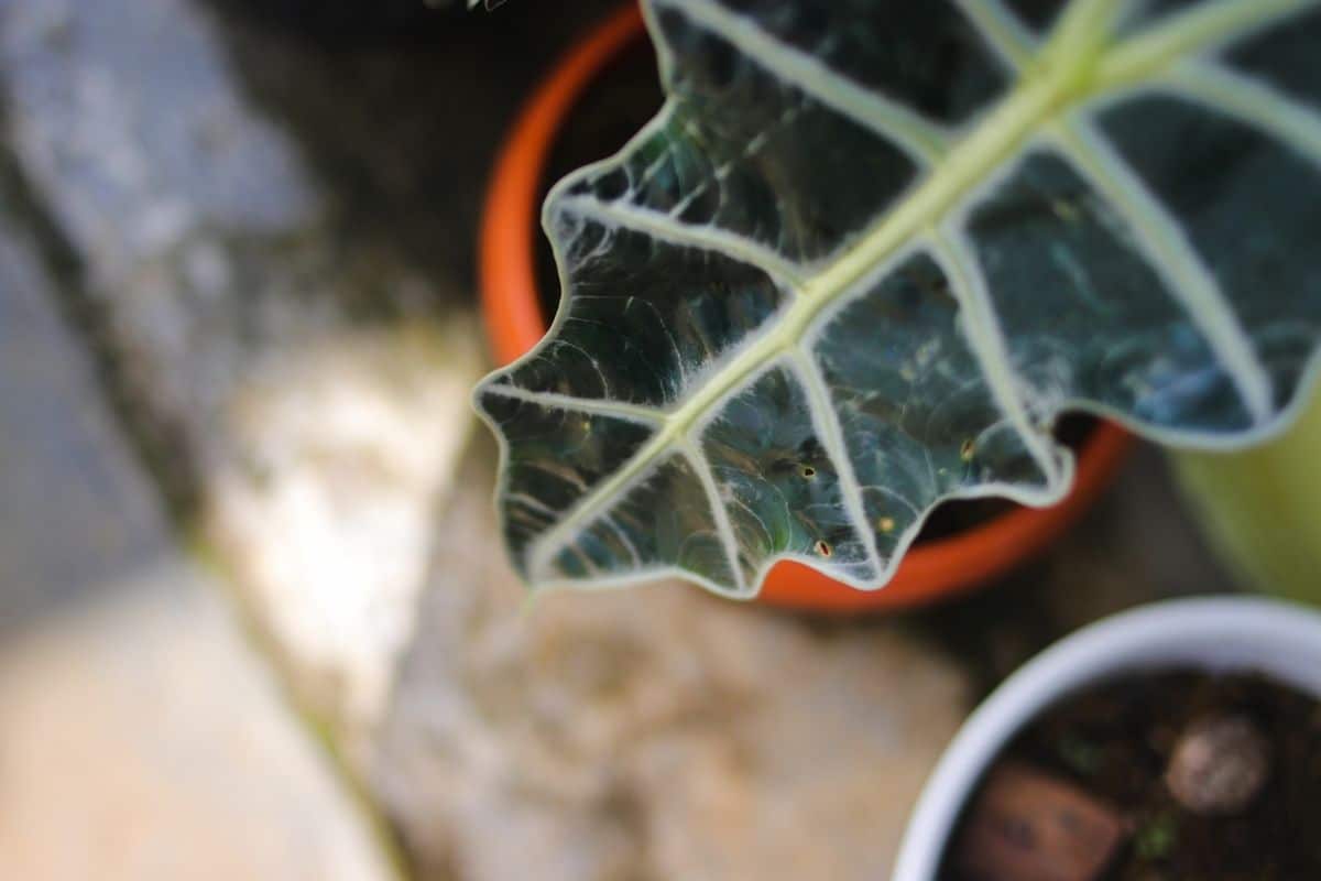 Alocasia Polly Care and Growing Tips | Florgeous