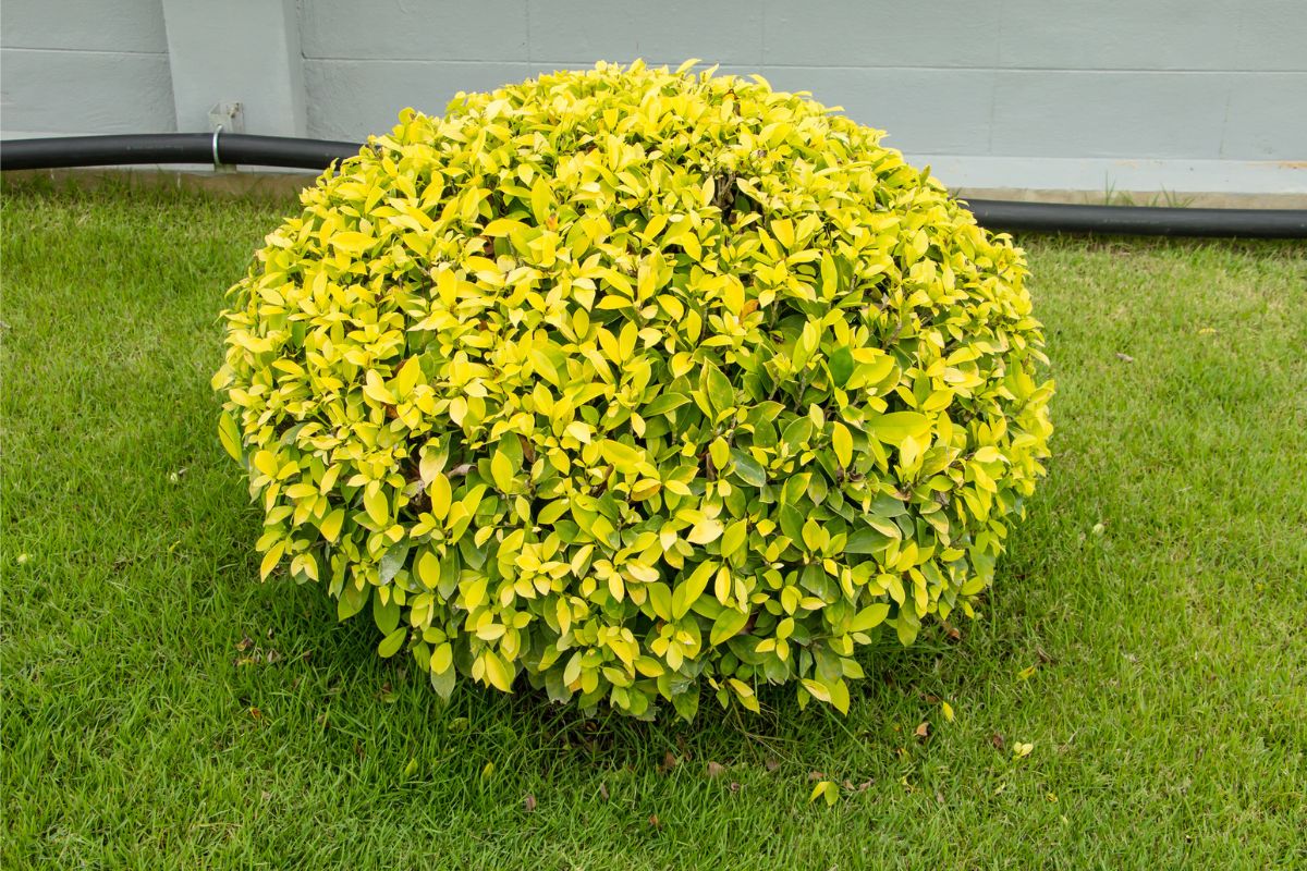 How to Grow and Care for Ficus Altissima | Florgeous