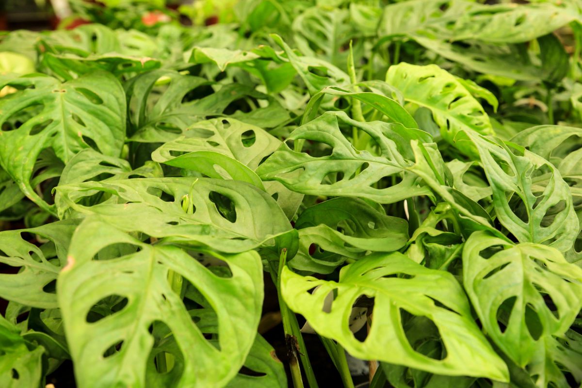 How to Grow and Care for Monstera Obliqua | Florgeous