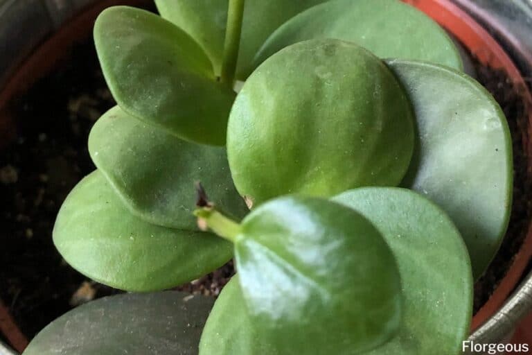 Florgeous | Your #1 Resource For All Flowering Plants and Gardening