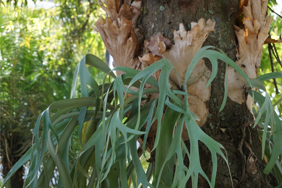 How to Grow and Care for Staghorn Fern | Florgeous