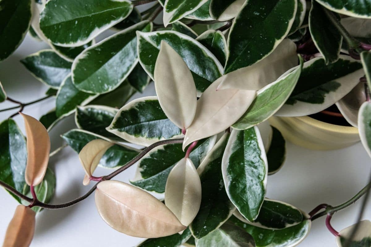 How to Grow and Care for Hoya Krimson Queen | Florgeous