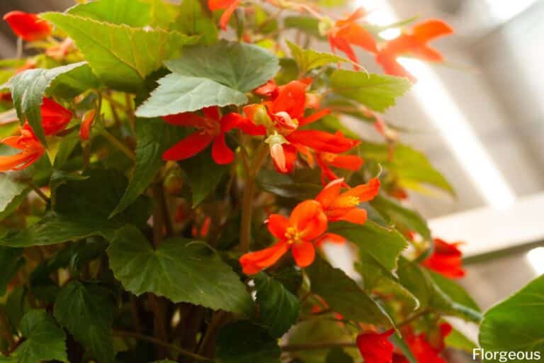 18 Best Begonia Varieties and Types To Grow | Florgeous