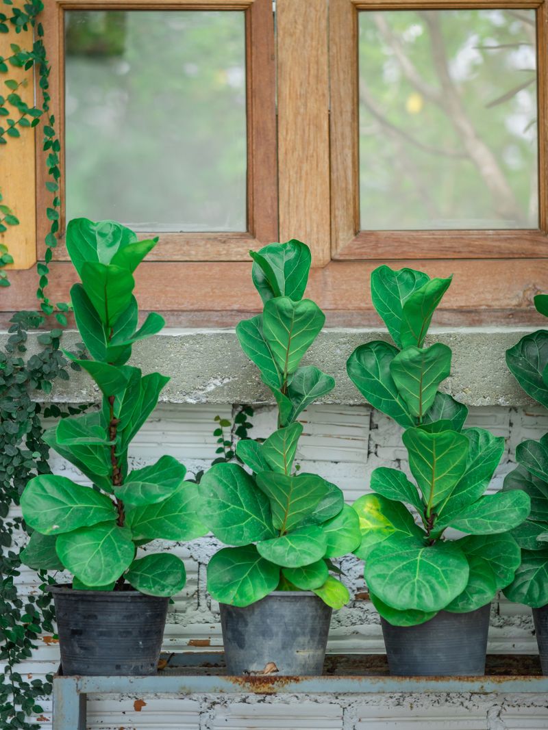 Best Potting Soil for Fiddle-leaf Fig (Ficus lyrata) Trees | Florgeous