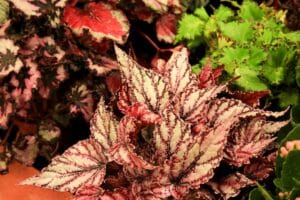 15 Begonia Rex Varieties and Types You Can Grow | Florgeous