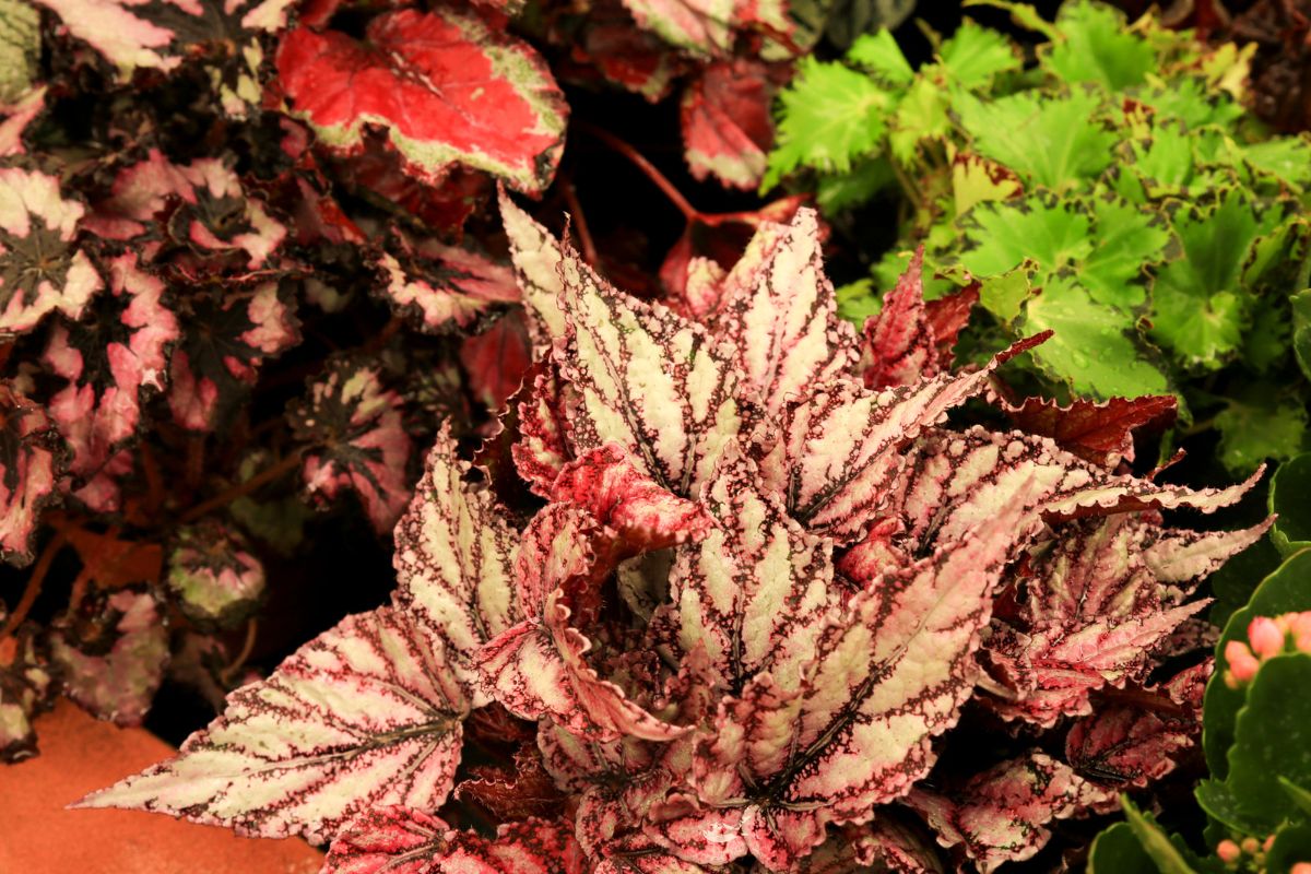 15 Begonia Rex Varieties and Types You Can Grow | Florgeous