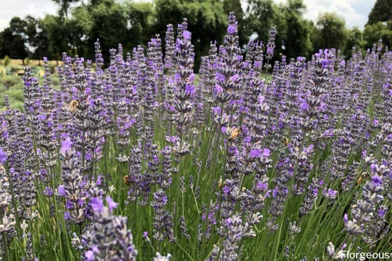 Choosing The Best Soil for Lavender Plants | Florgeous