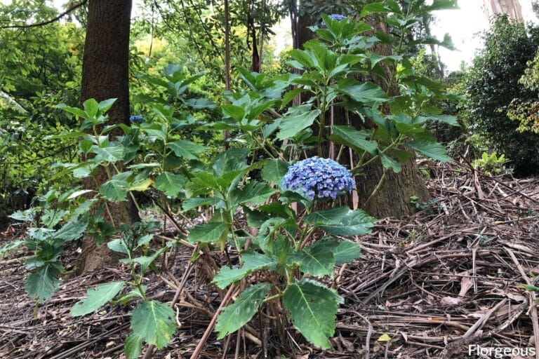Choosing The Best Soil for Hydrangeas: Nutrients To Look For | Florgeous