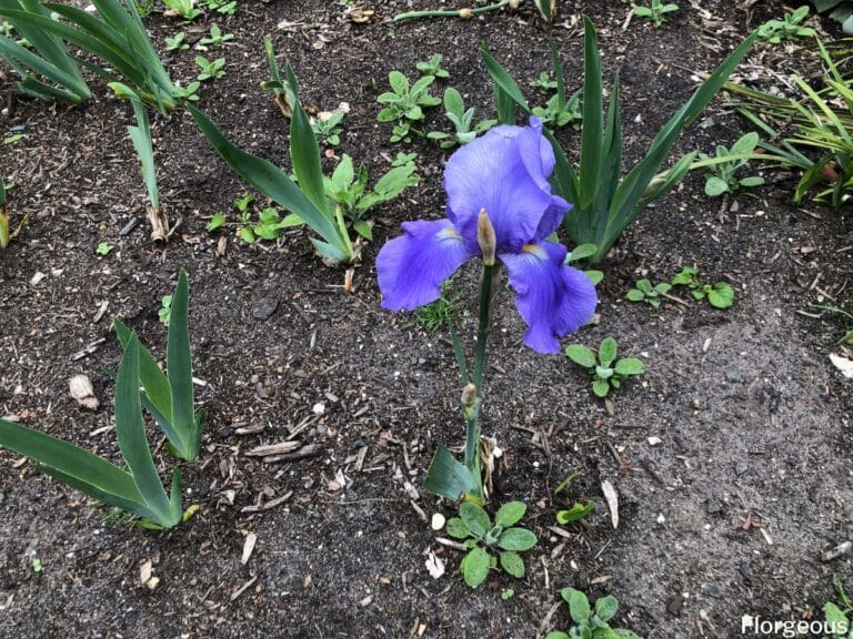 What to Plant in Front of Irises: Iris Companion Plants | Florgeous