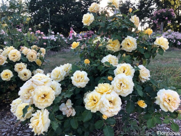Choosing The Best Soil for Roses: What to Look For | Florgeous