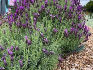 How to Grow and Care for Lavender Flower | Florgeous