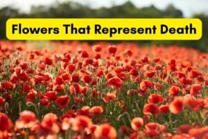 29 Flowers That Mean Death and Mourning in All Cultures | Florgeous