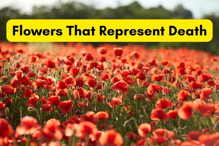 29 Flowers That Mean Death and Mourning in All Cultures | Florgeous