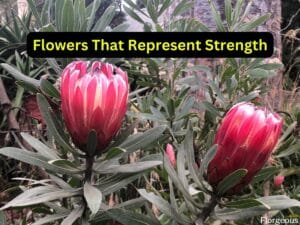 22 Flowers That Represent Strength and Perseverance in Tough Times ...