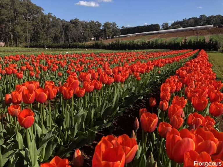 How to Grow and Care for Tulips | Florgeous