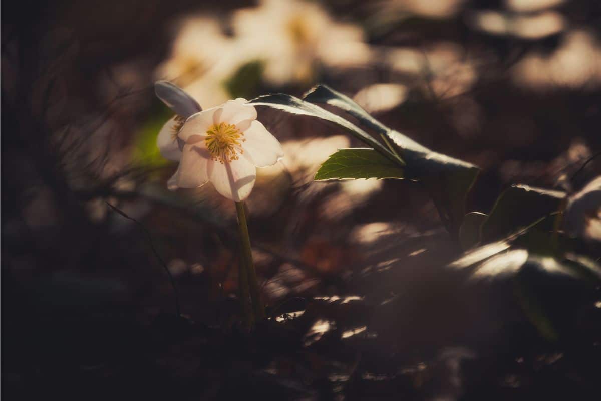 What to Do With Hellebores in Summer? | Florgeous