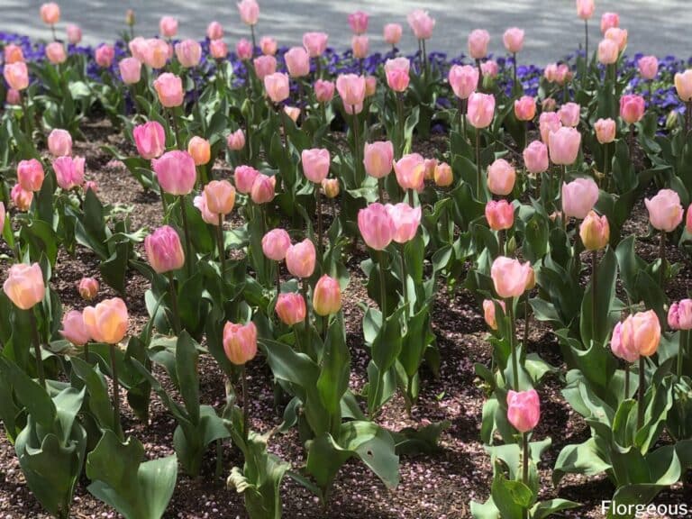 How to Grow and Care for Tulips | Florgeous