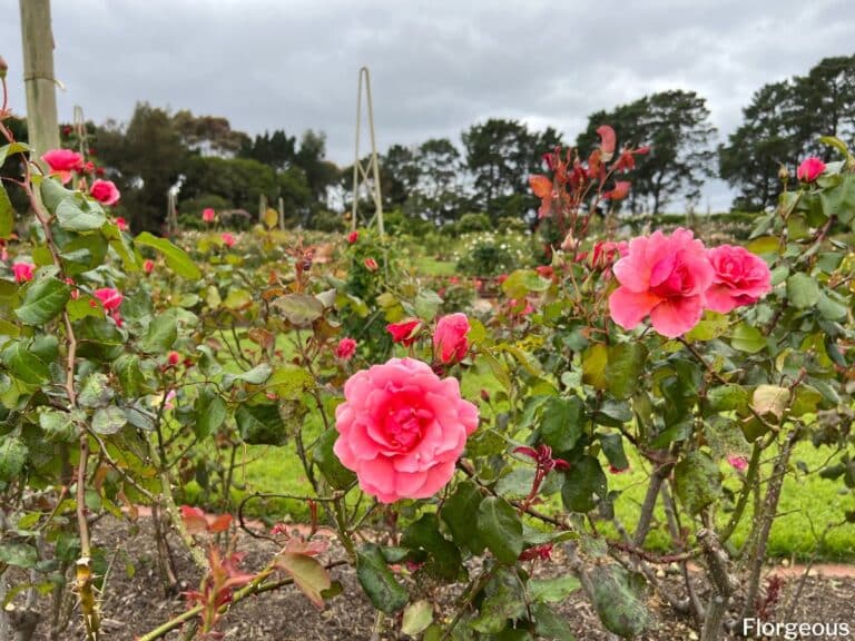 8 Best Rose Companion Plants (and Bad Ones to Avoid) | Florgeous