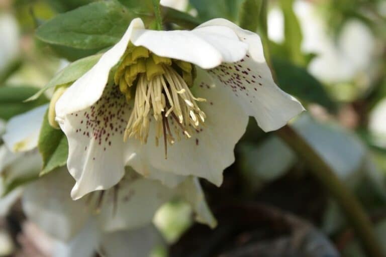 Hellebore Flower Meaning and Intriguing Symbolism | Florgeous