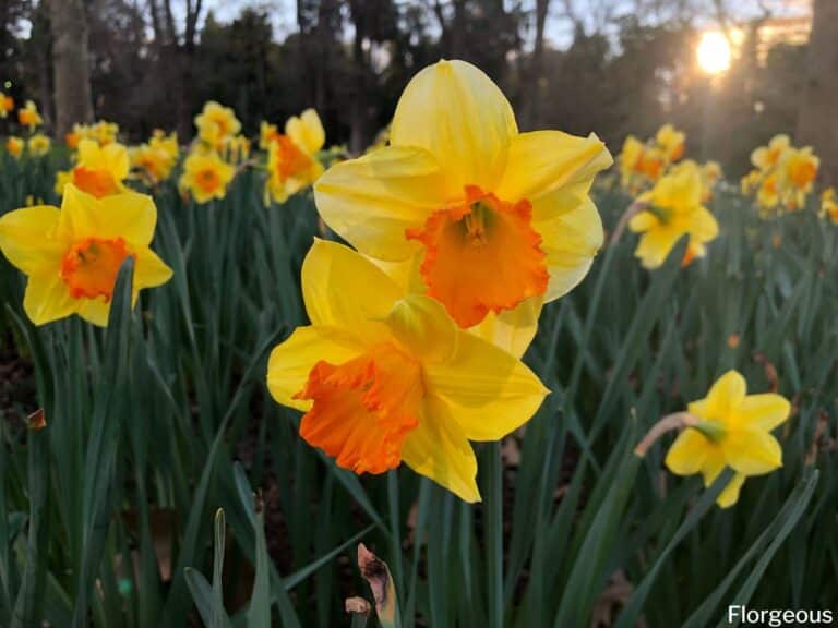 14 Flowers That Mean Loneliness and Being Alone | Florgeous