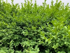 Top 11 Boxwood Alternatives That Look Totally Amazing | Florgeous