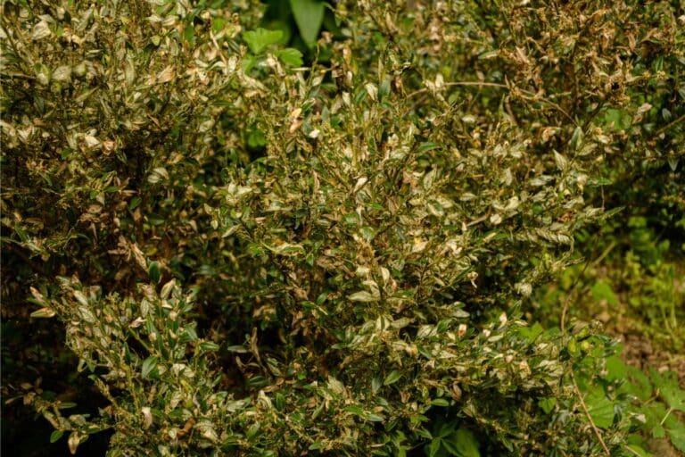 Florgeous | Your #1 Resource For All Flowering Plants and Gardening