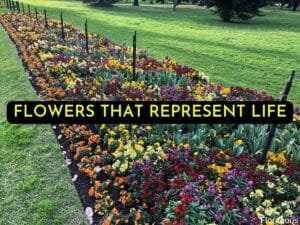 14 Best Flowers That Represent Life | Florgeous
