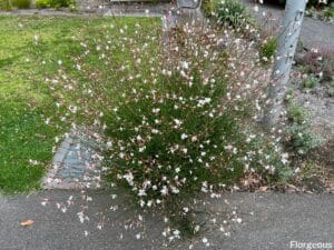 Gaura Plant Care: A Complete Growing Guide | Florgeous