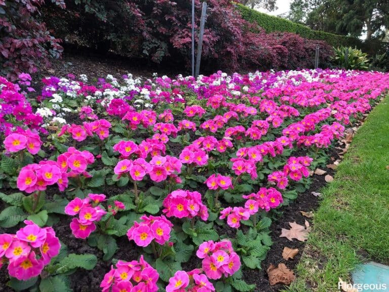 Primrose Companion Plants: Prettiest Picks for Your Garden | Florgeous