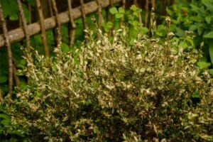 How to Revive a Dying Boxwood Shrub: 8 Effective Tips | Florgeous
