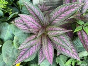 5 Stunning Persian Shield Companion Plants and Clever Landscaping Ideas ...
