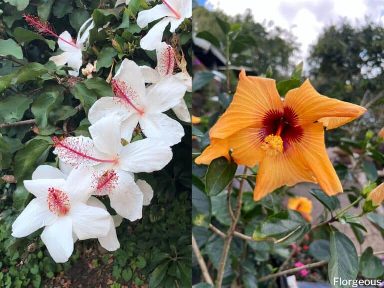 10 Different Types of Hibiscus and 47 Varieties to Grow | Florgeous