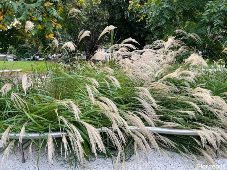 Top 16 Types of Ornamental Grass for Your Garden | Florgeous
