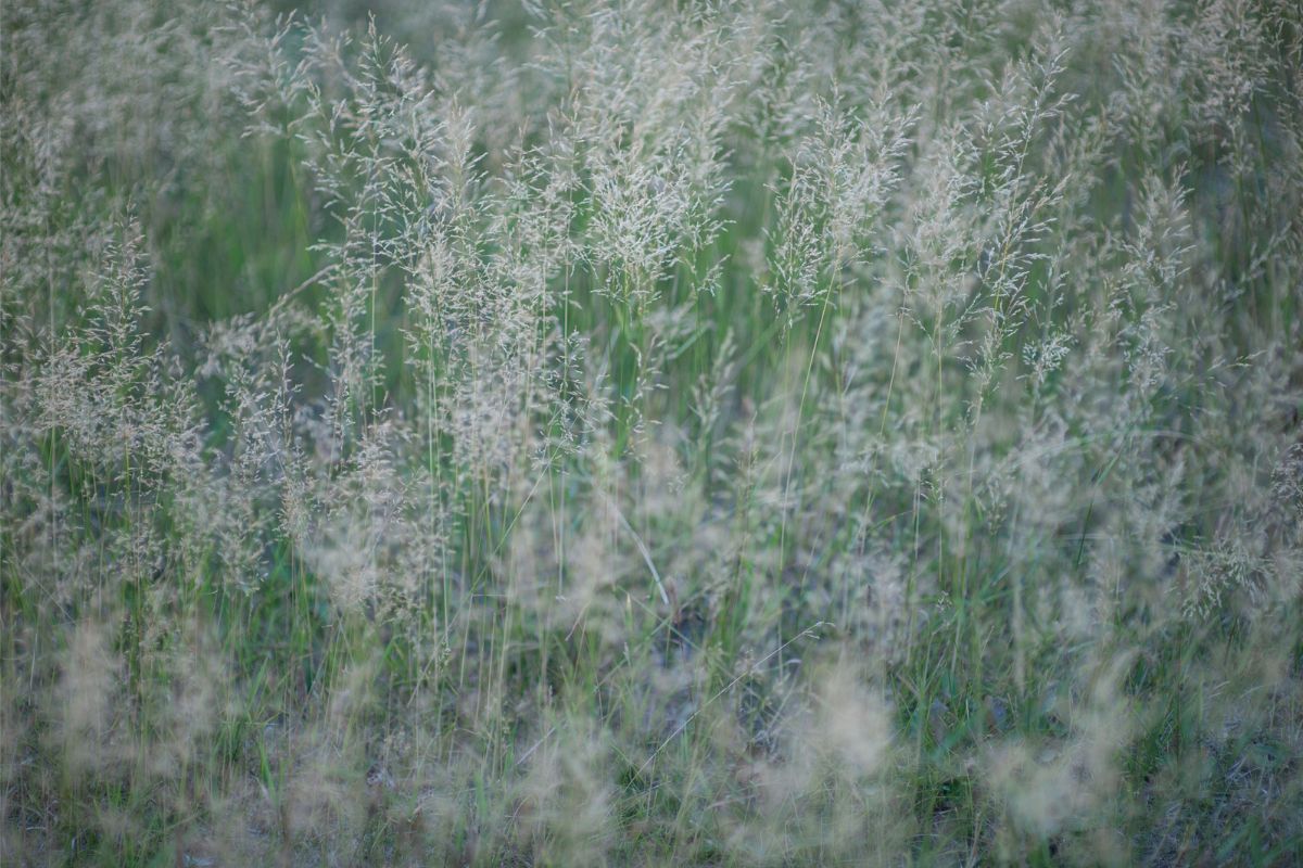 Growing and Caring for Switchgrass (Panicum Virgatum) | Florgeous